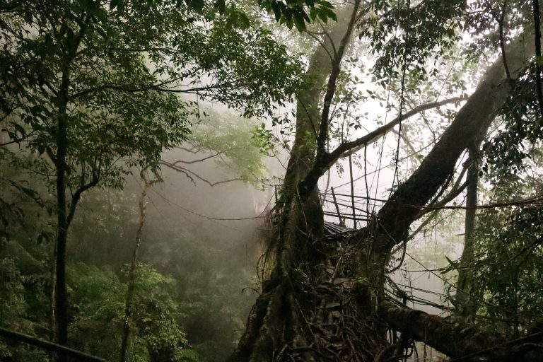 At The Heart Of The World s Longest Living Root Bridge Meghalaya Tourism at-the-heart-of-the-world-s-longest-living-root-bridge-meghalaya-tourism